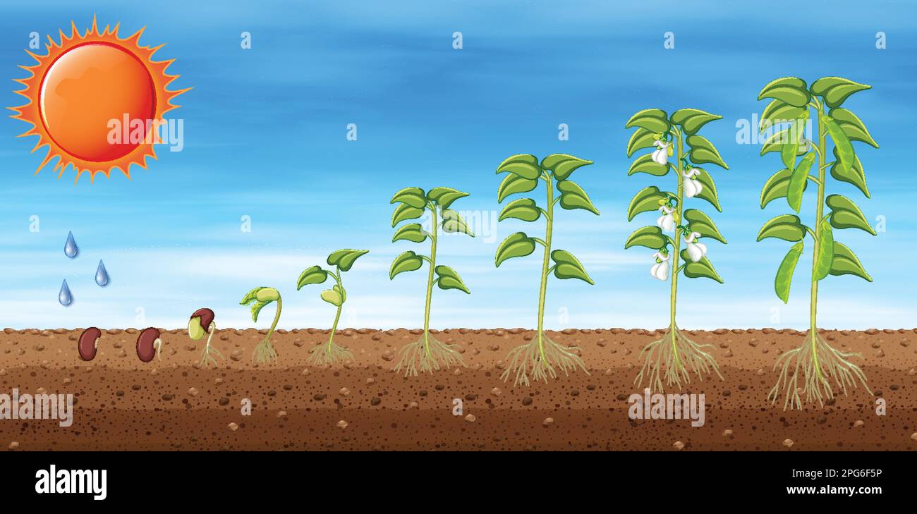 Growth stages of a plant illustration Stock Vector Image & Art - Alamy