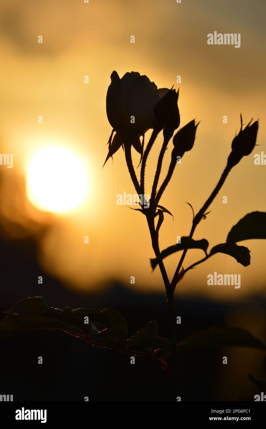 Golden hour rose silhouette Stock Photo - Alamy