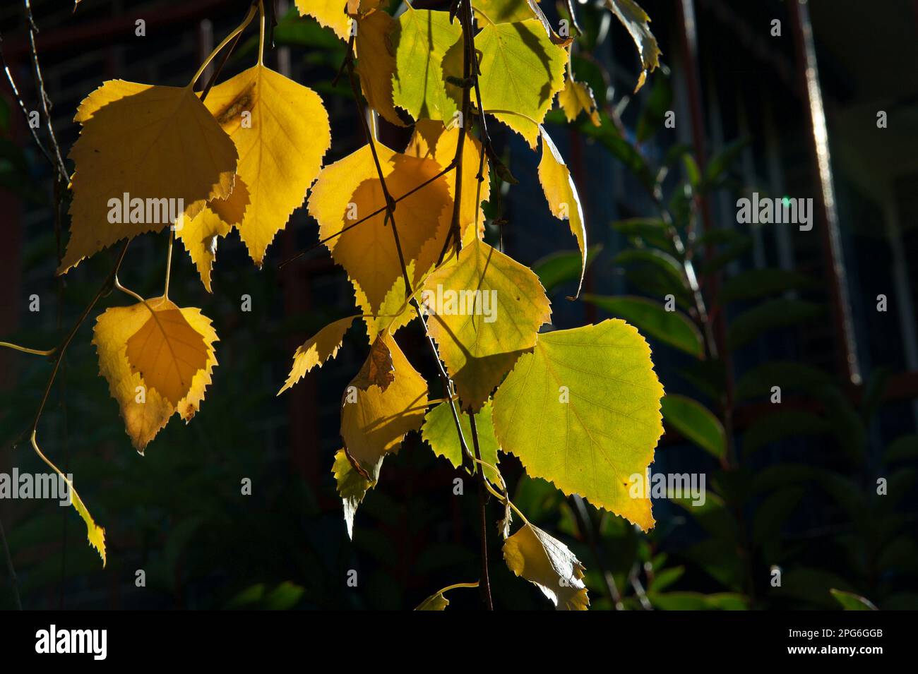 Autumn leaves have gorgeous colours - these Silver Birch (Betula ...