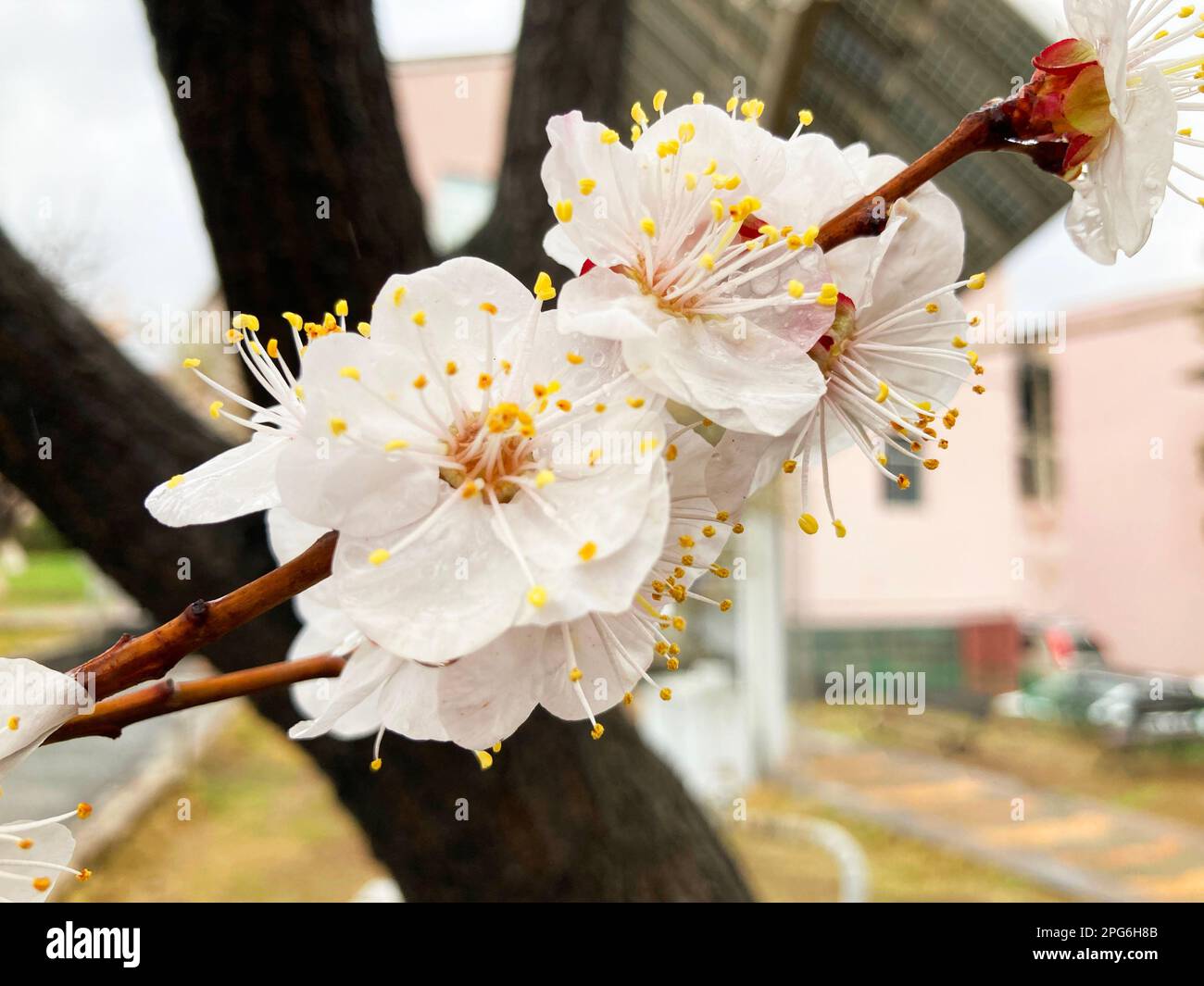 Tree branches with beautiful tiny flowers apricot tree. Amazing spring ...