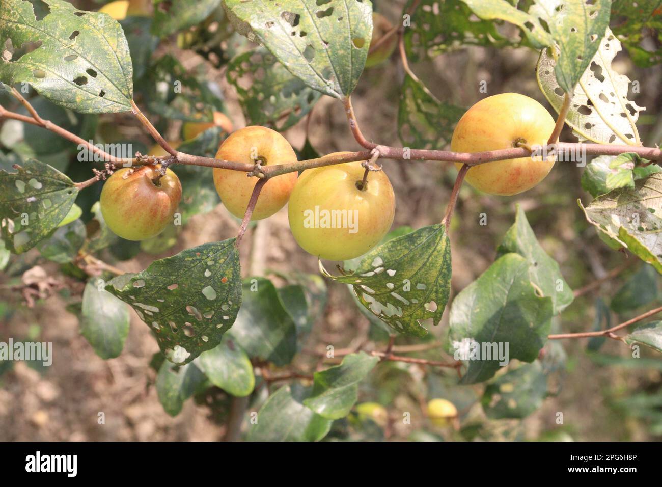 tasty and healthy Ziziphus mauritiana fruit on tree in farm for harvest ...