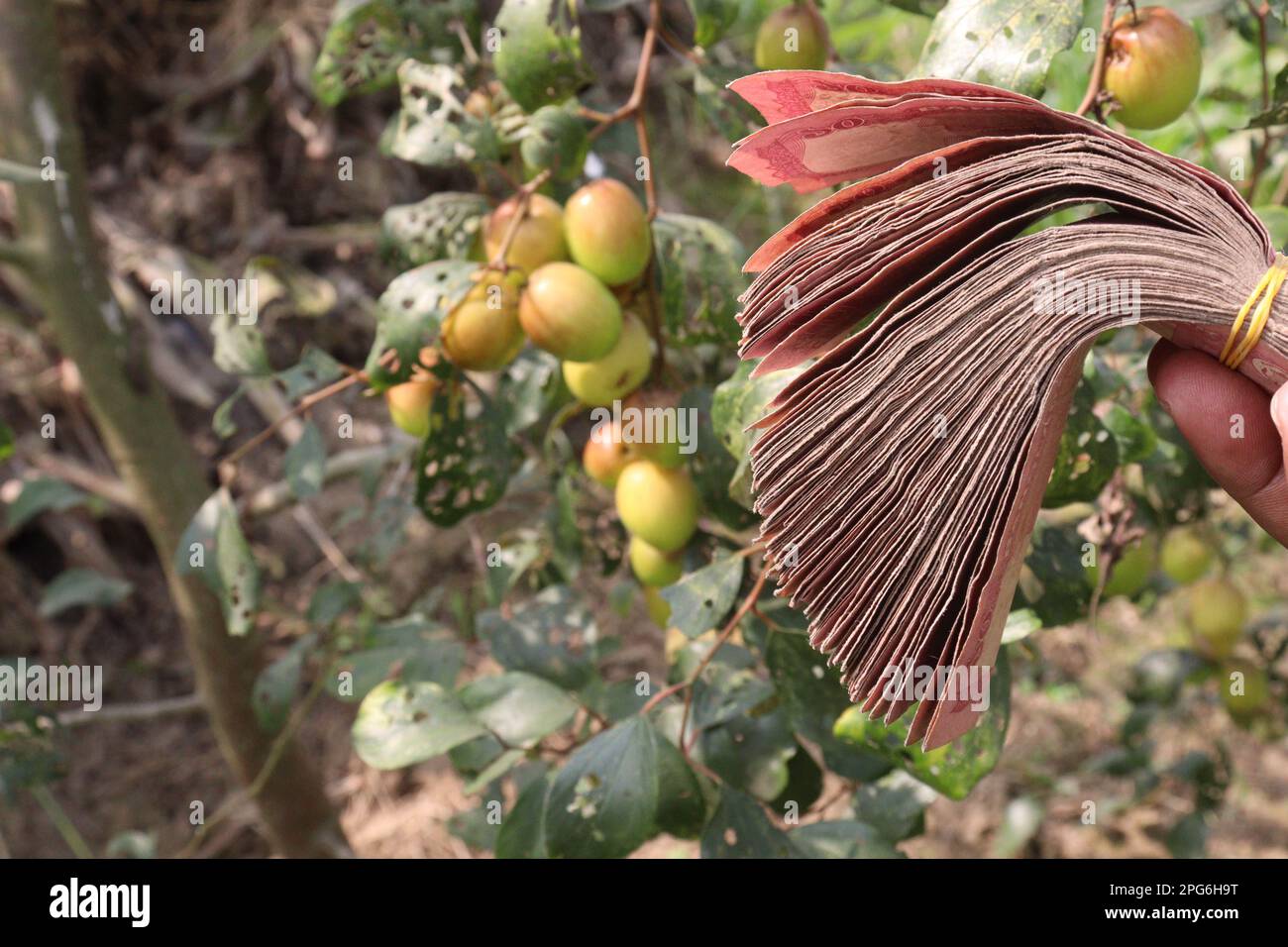 bank note on hand with Ziziphus mauritiana fruit farm for growing ...