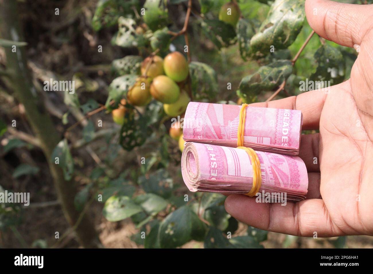 bank note on hand with Ziziphus mauritiana fruit farm for growing ...