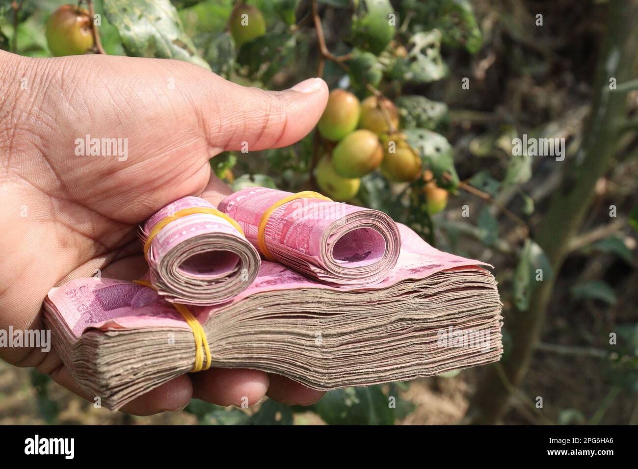 bank note on hand with Ziziphus mauritiana fruit farm for growing ...