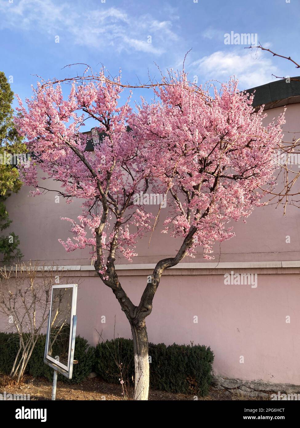 Spring blossom background. Beautiful nature scene with blooming tree ...
