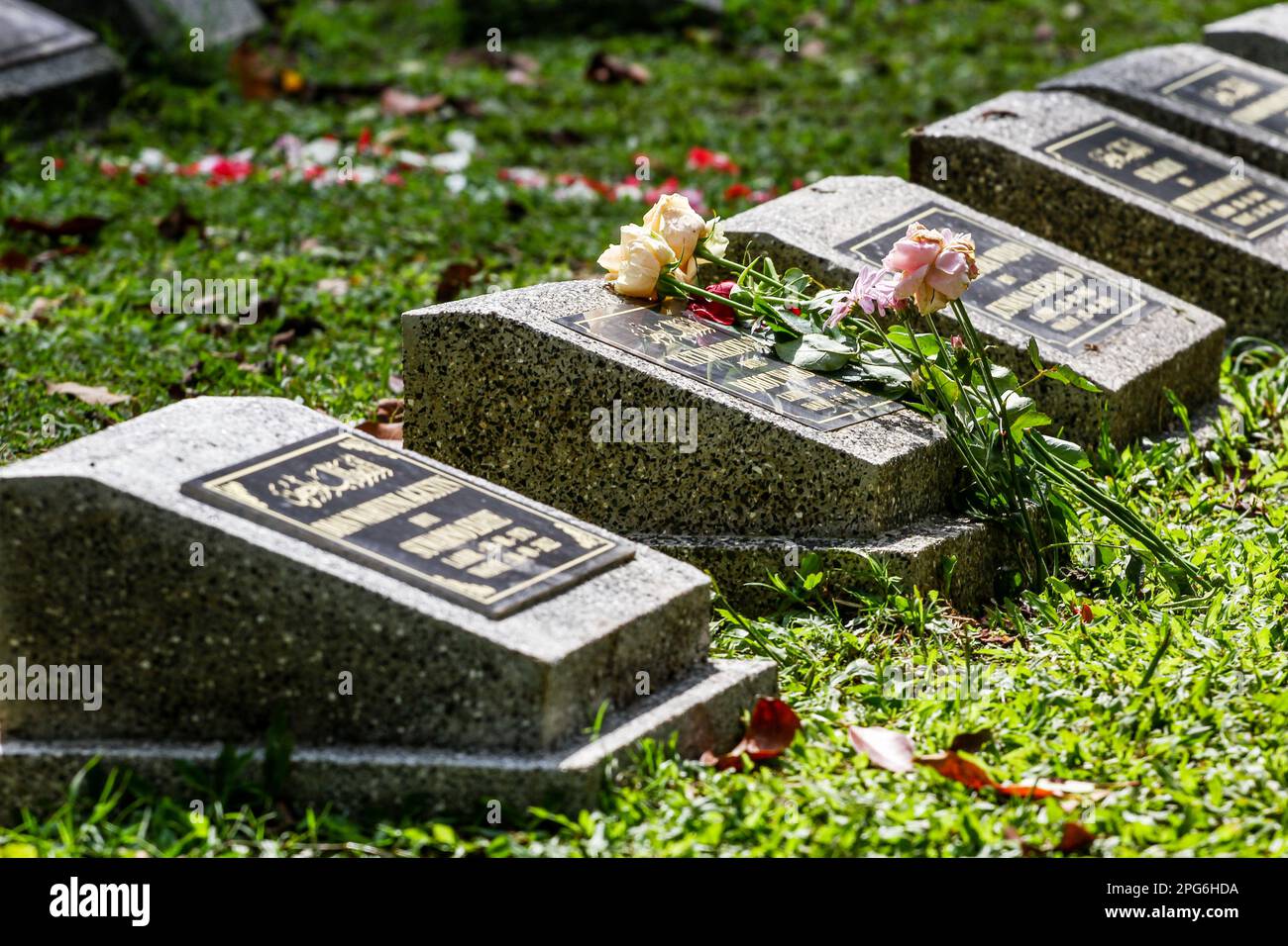 Bandung, West Java, Indonesia. 21st Mar, 2023. A red rose lying on the ...
