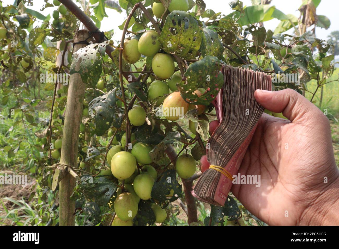 bank note on hand with Ziziphus mauritiana fruit farm for growing ...