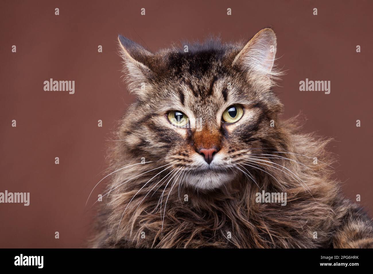 Angry maine coon cat on brown background in studio photo. Fluffy big ...