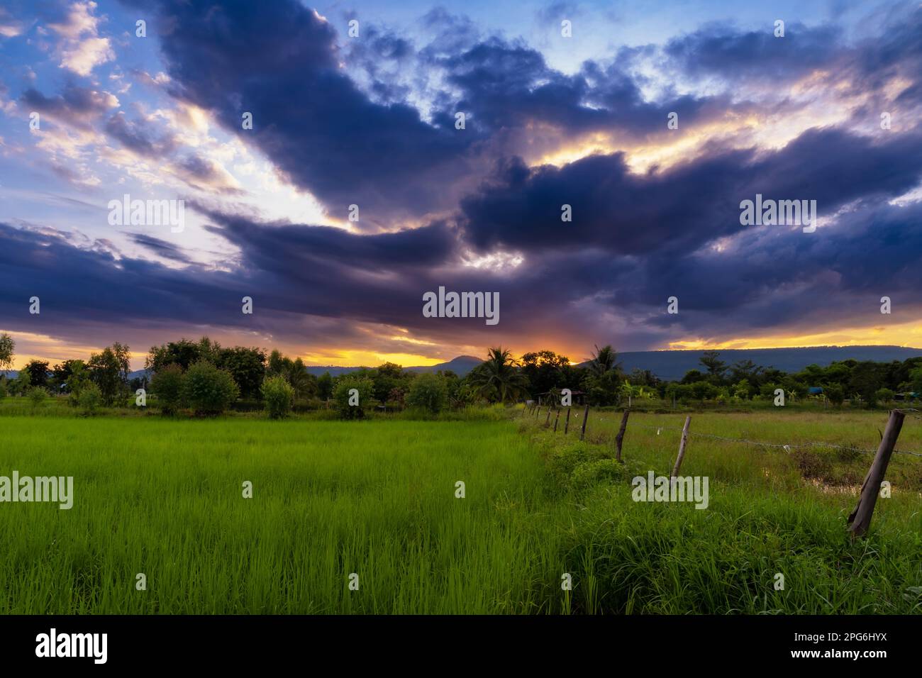 Natural scenic rice field and sunset in thailand Stock Photo - Alamy