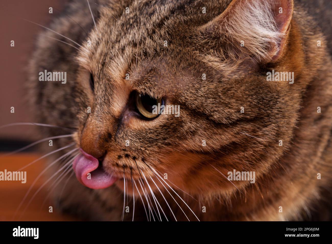 Cute cat with her tongue out. Studio photo Stock Photo - Alamy