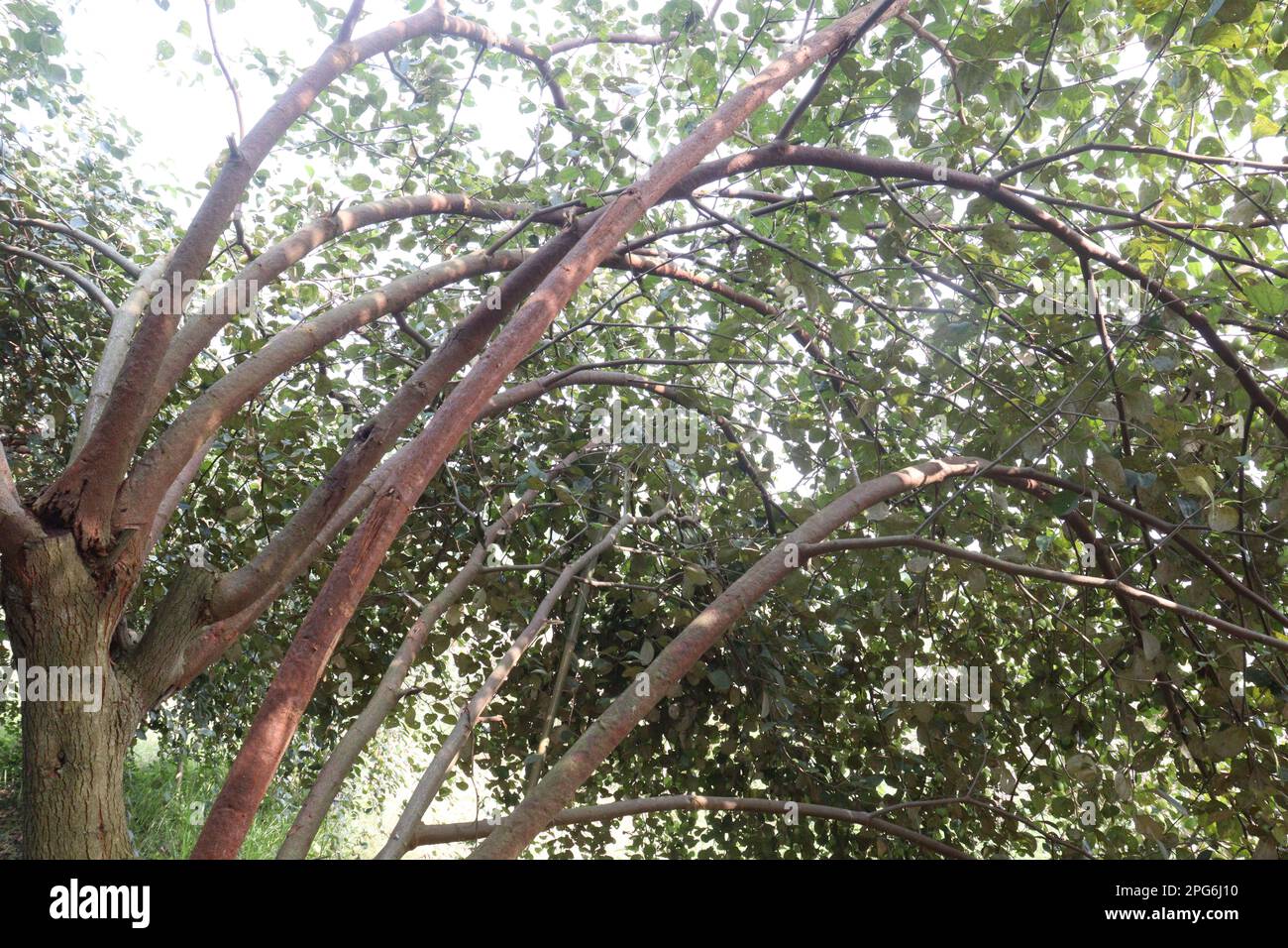 Ziziphus mauritiana fruit tree farm on field for harvest are cash crops ...