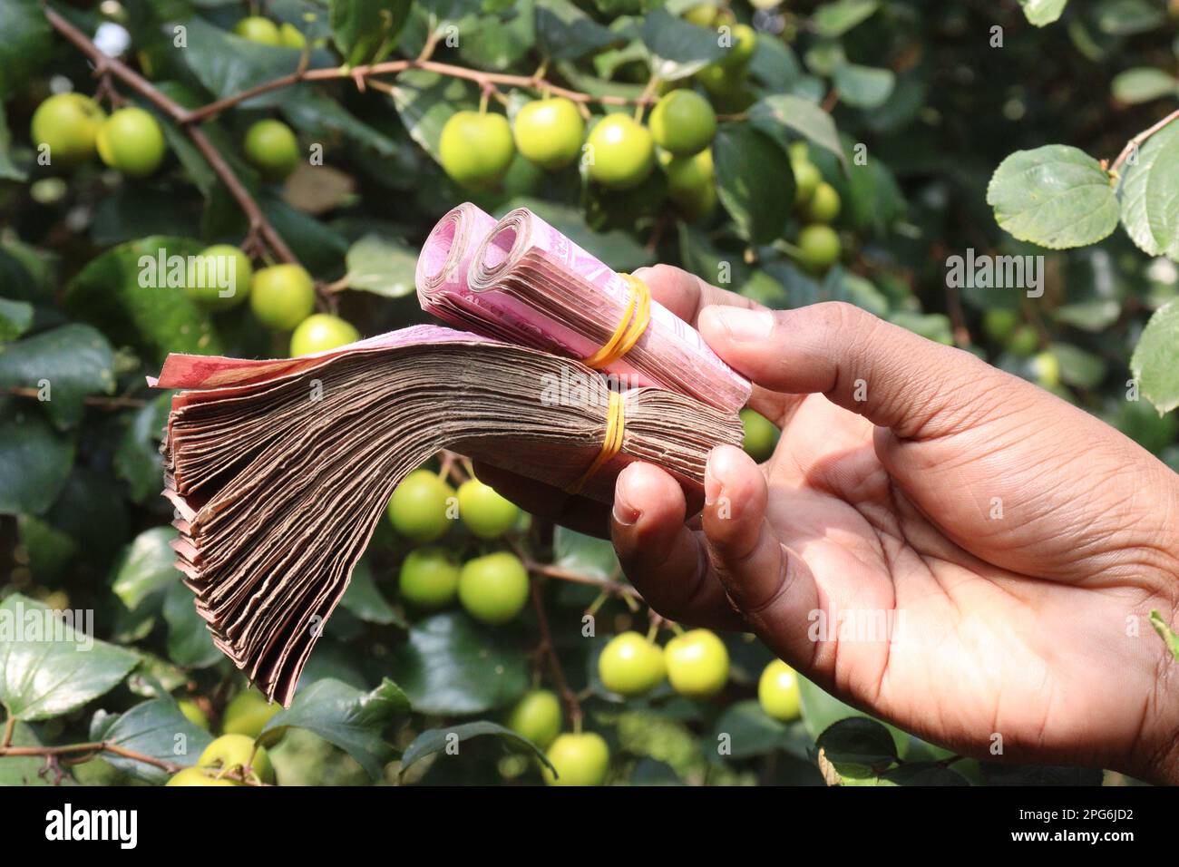 bank note on hand with Ziziphus mauritiana fruit farm for growing ...
