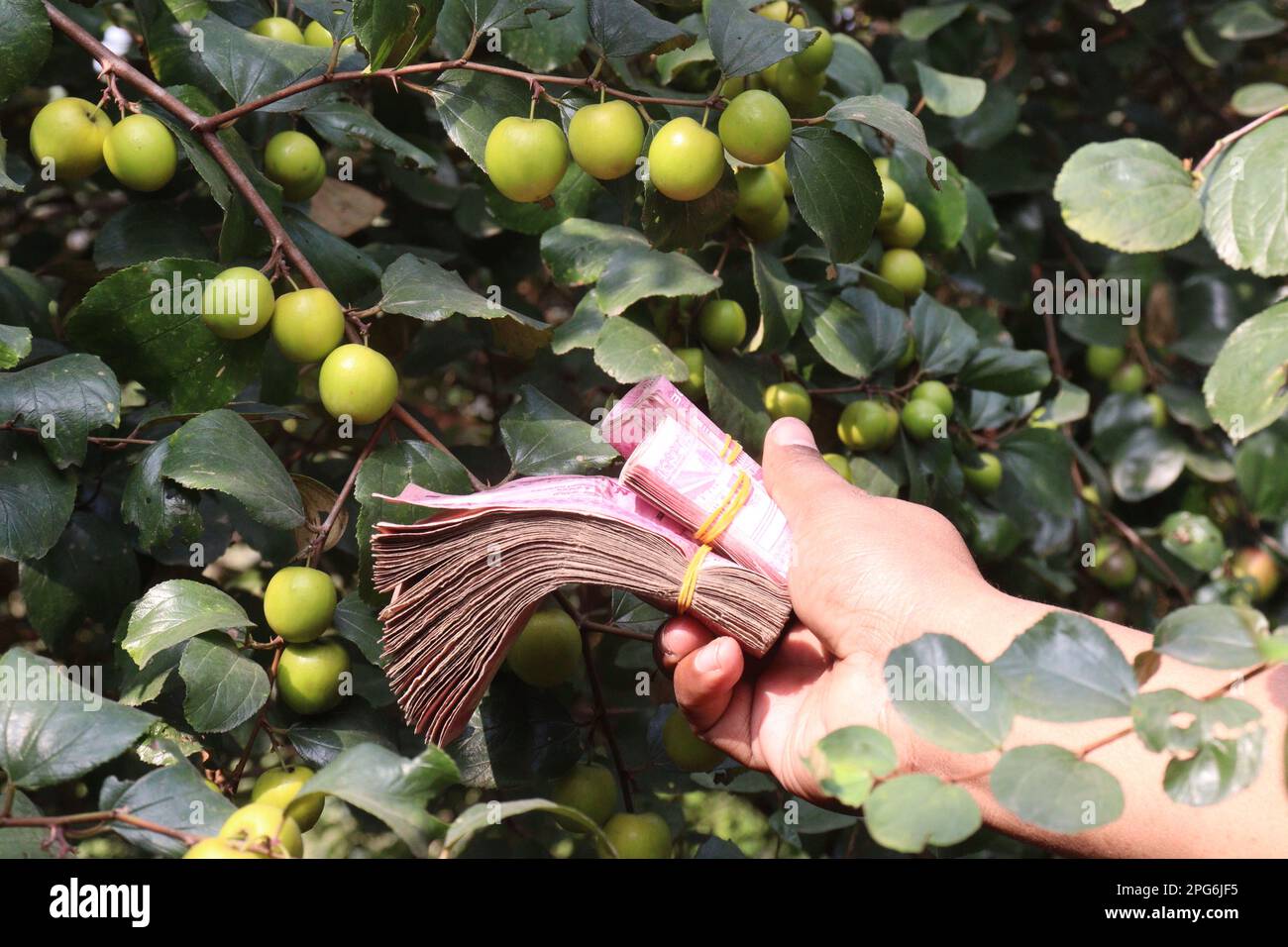 bank note on hand with Ziziphus mauritiana fruit farm for growing ...