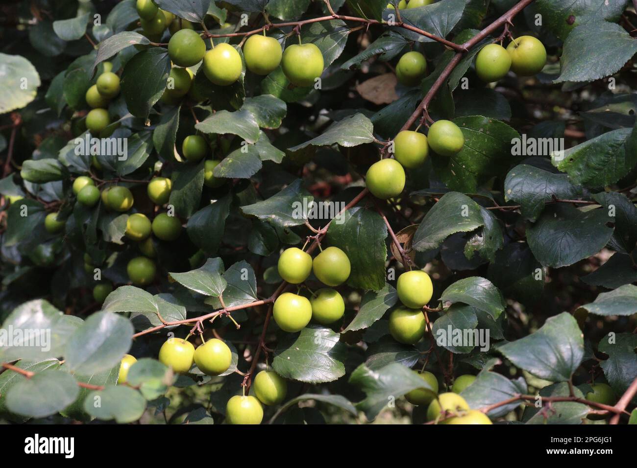 tasty and healthy Ziziphus mauritiana fruit on tree in farm for harvest ...
