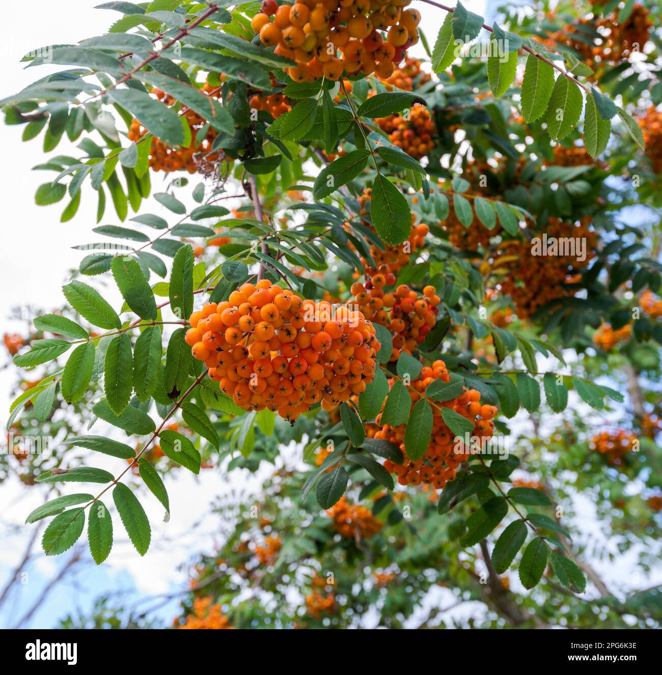 Leaves and fruits of Rowan, Sorbus aucuparia. Photo taken in the ...