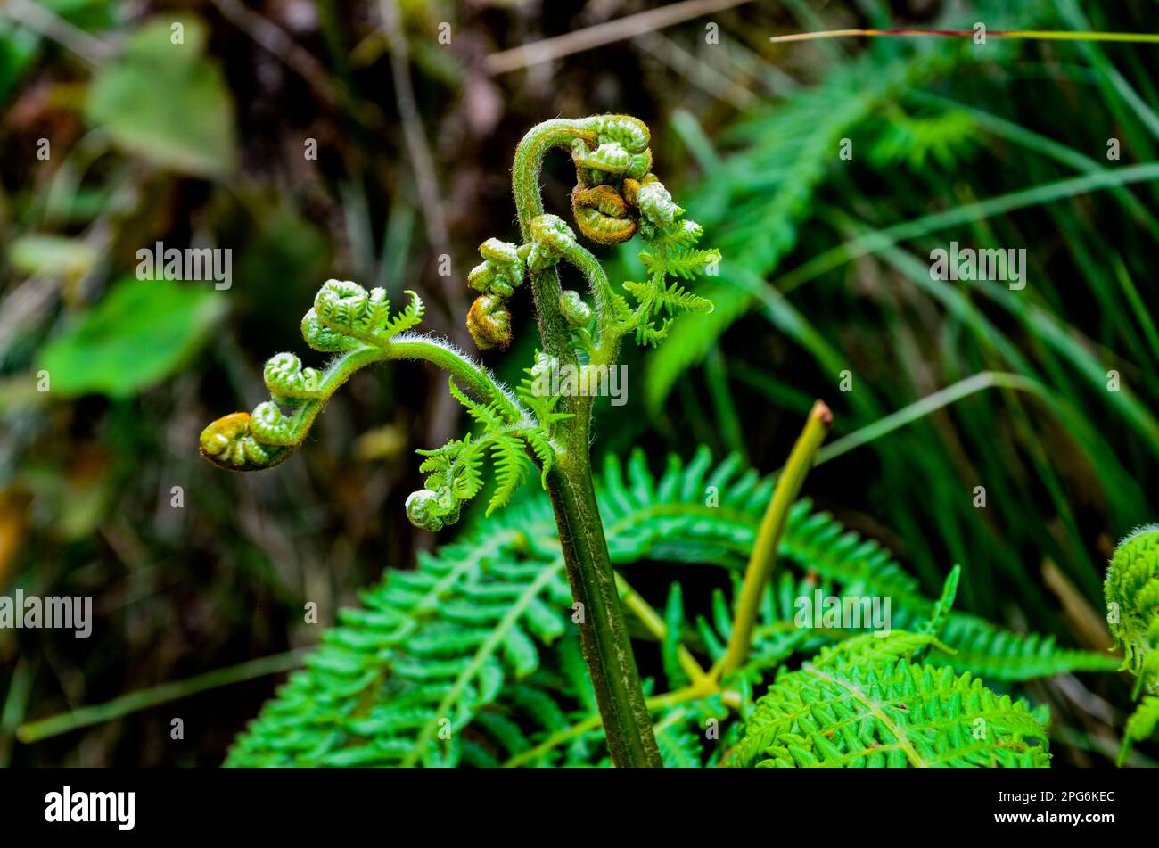 Fresh green fern buds Stock Photo - Alamy