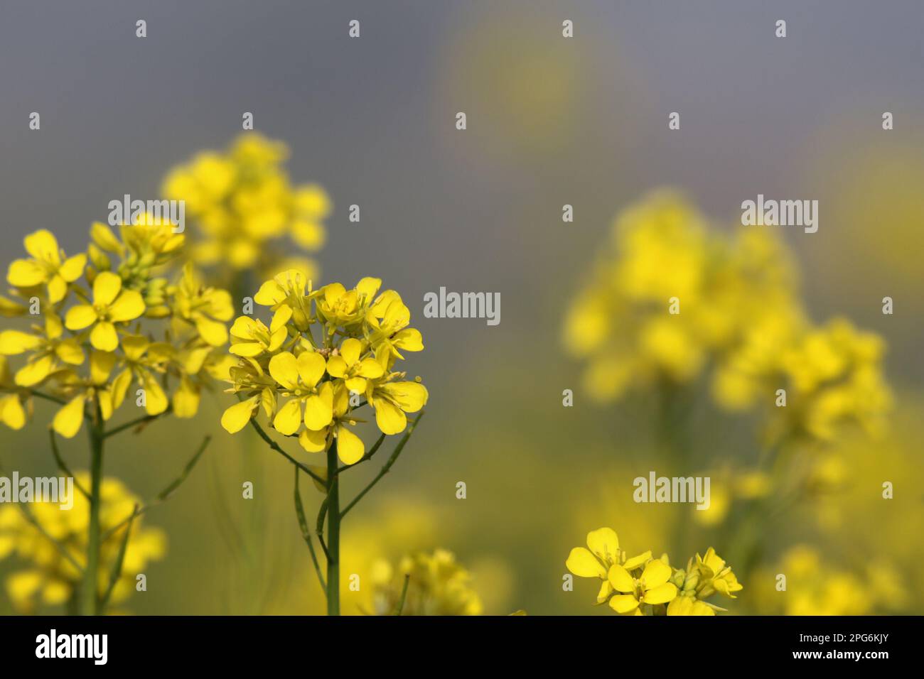 The mustard plant is any one of several plant species in the genera ...