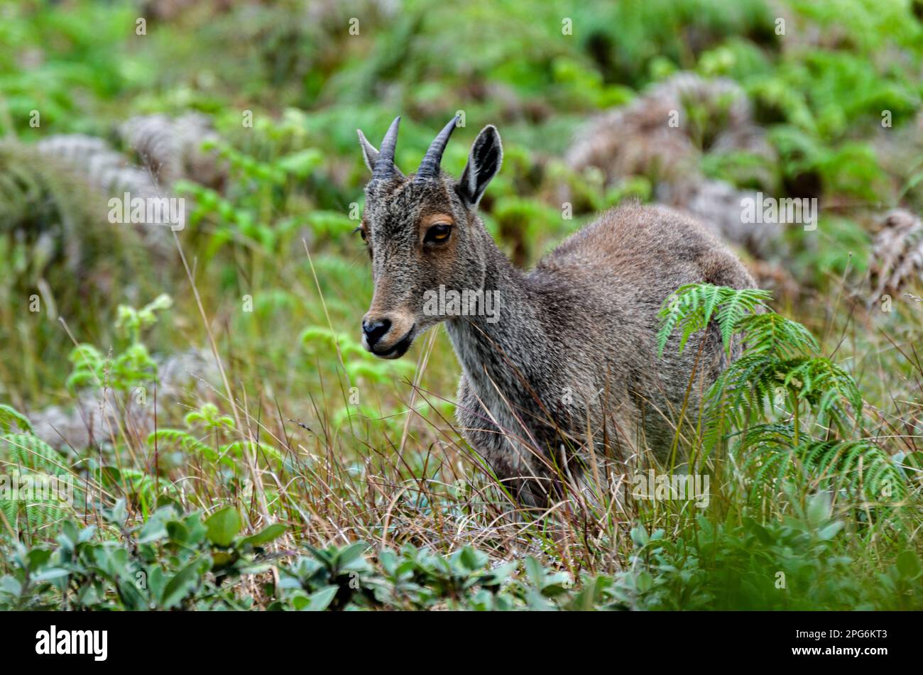 A nilgiri tahr hi-res stock photography and images - Alamy