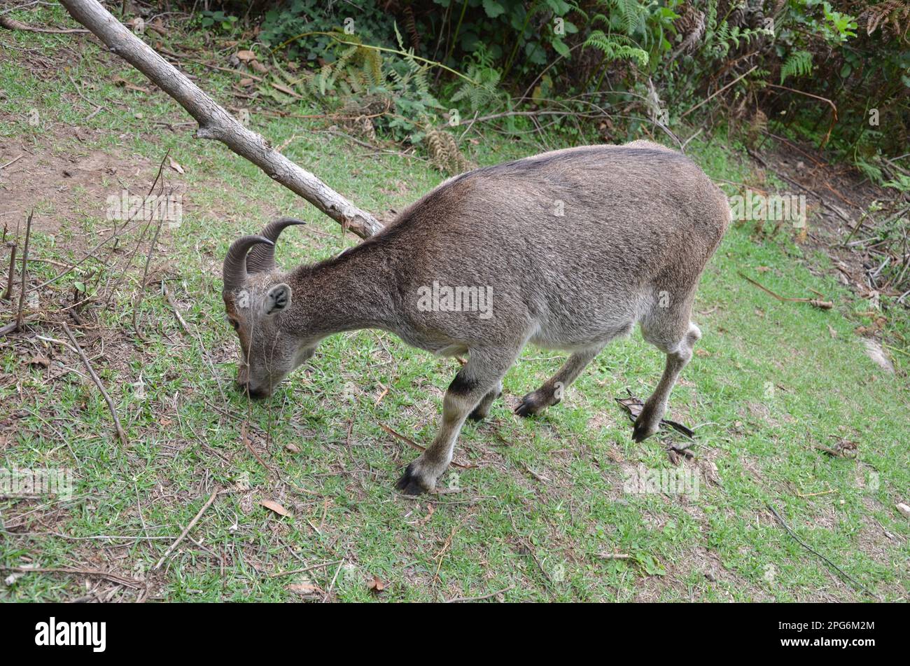 A nilgiri tahr hi-res stock photography and images - Alamy