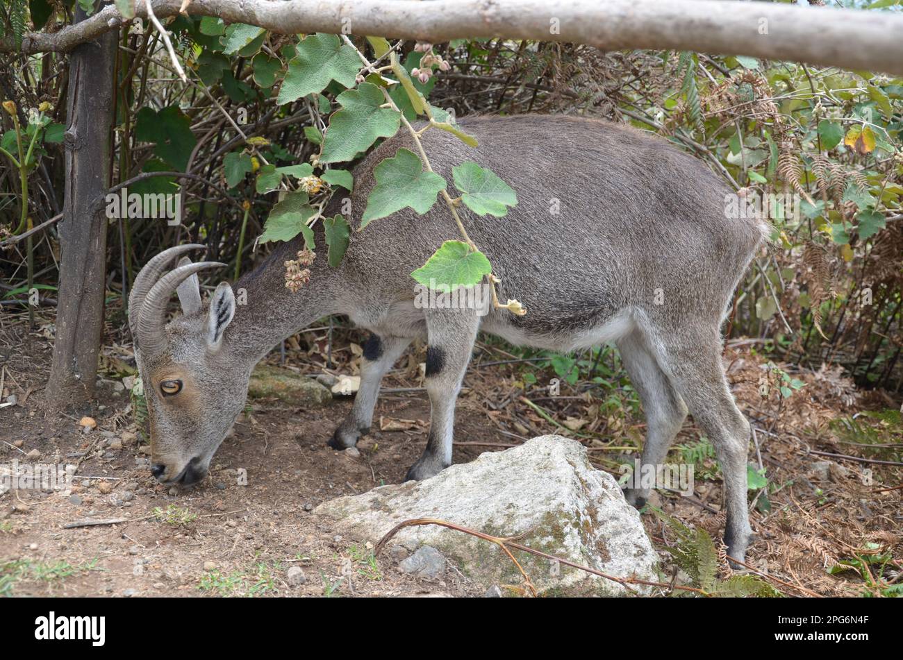 Nilgiri Tahr, a type of wild goat, a protected species found in the ...
