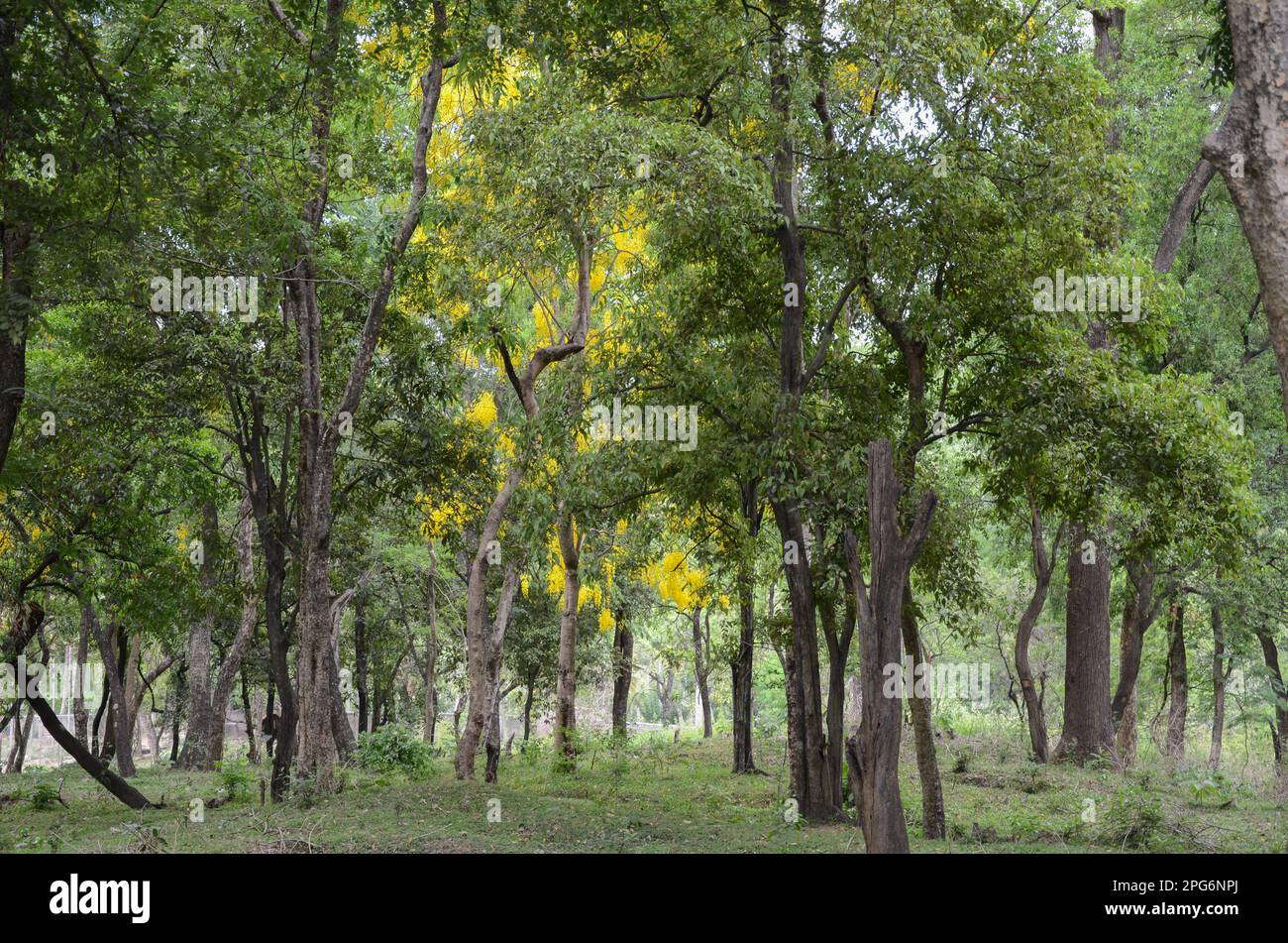 Sandalwood forest at Marayoor, near Munnar, Kerala, India Stock Photo ...