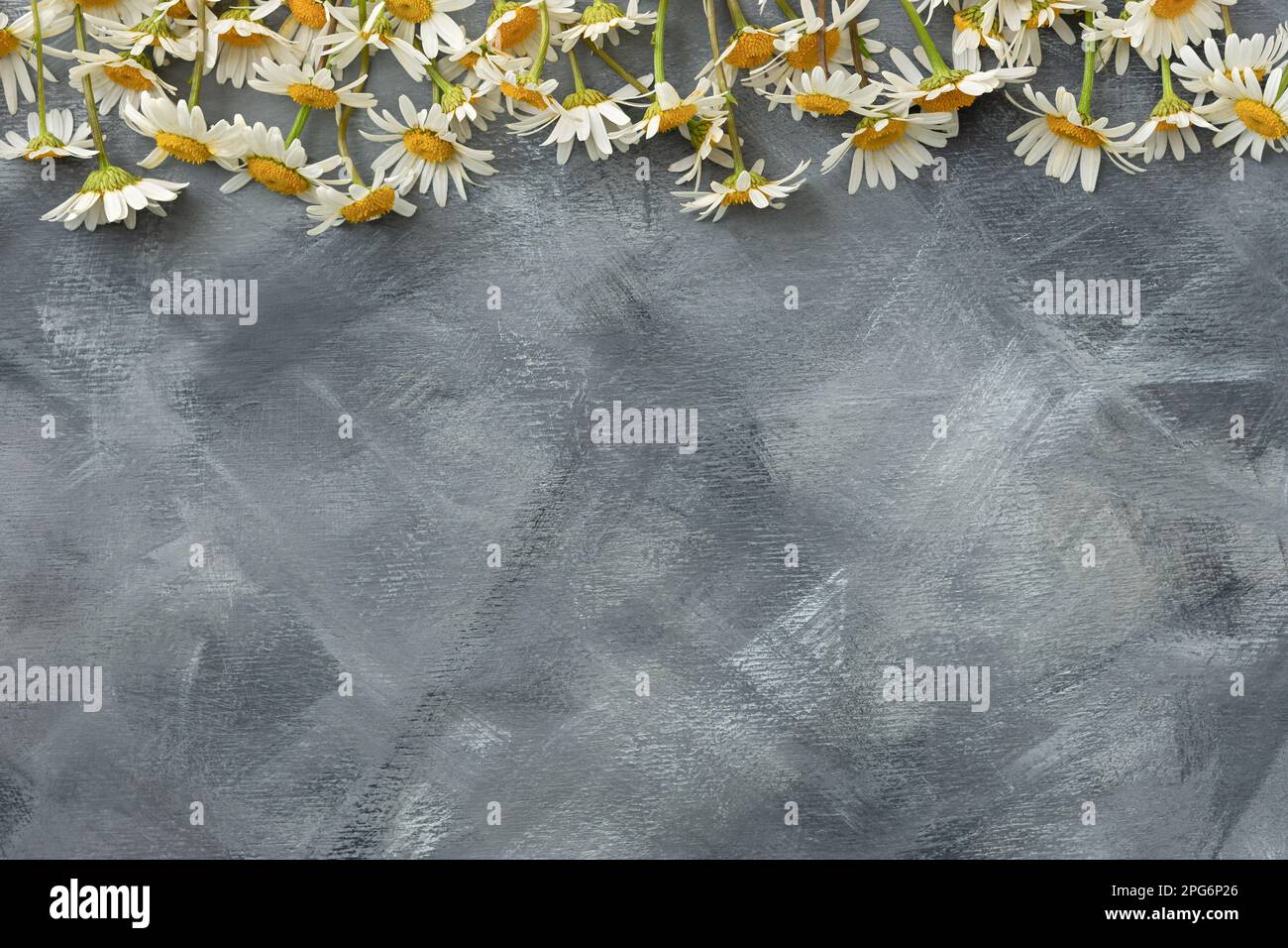 Daisies flat layout gray background. Authentic floral composition top ...