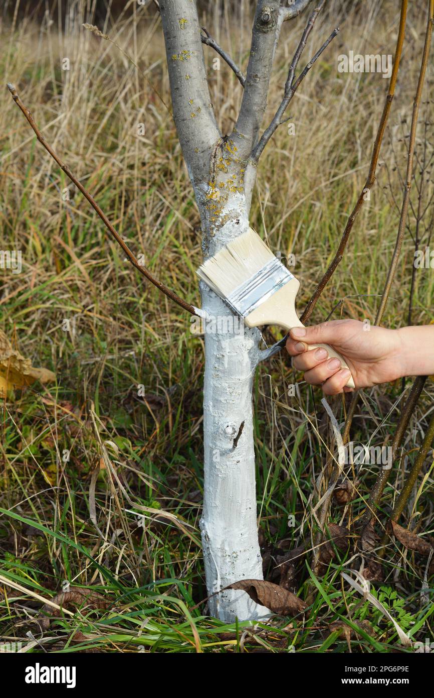 Whitewashing tree trunks. Applying white paint to trunks (whitewashing ...