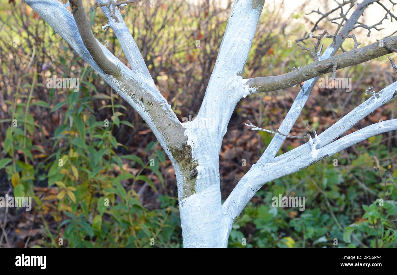 Whitewashing tree trunks hi-res stock photography and images - Alamy