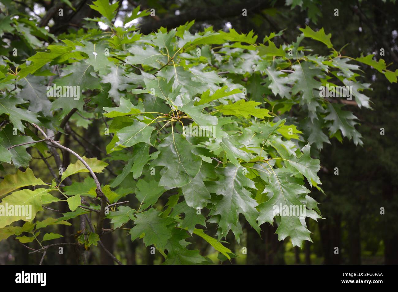 Northern red oak quercus rubra at spring hi-res stock photography and ...
