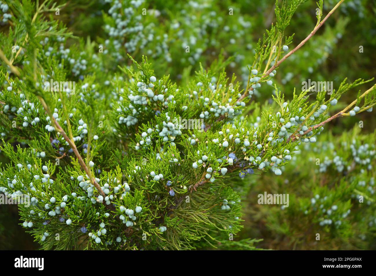 Juniperus virginiana foliage and mature cones. Eastern Red cedar ...