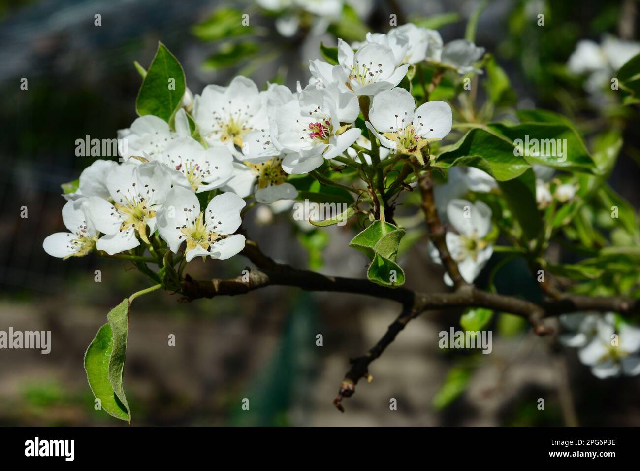 Pear Tree Blossoms Picture. Flowering Pear Tree in Springtime Stock ...