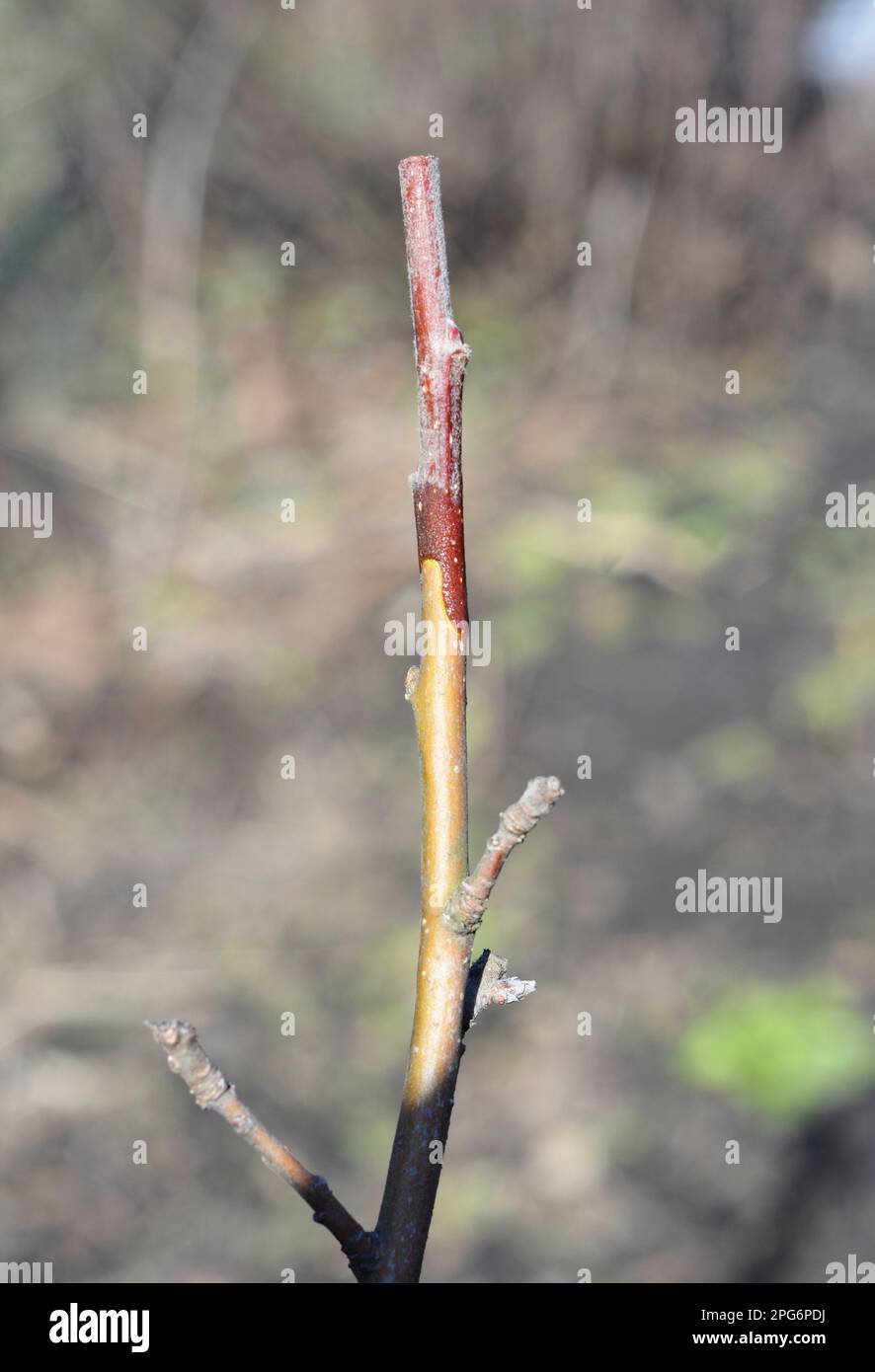 Grafting apple tree hi-res stock photography and images - Alamy