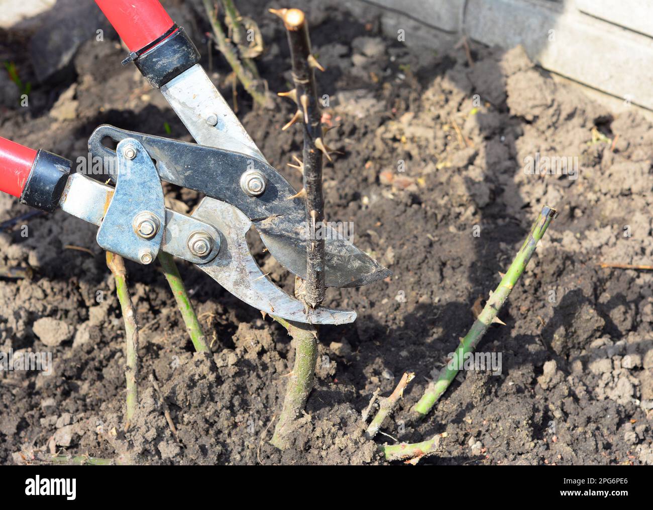 Pruning diseased wood hi-res stock photography and images - Alamy