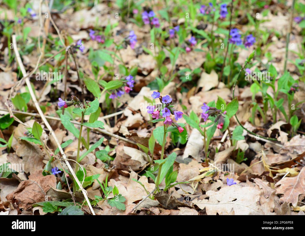 Unspotted dog, suffolk lungwort european wildflowers for pollinating ...