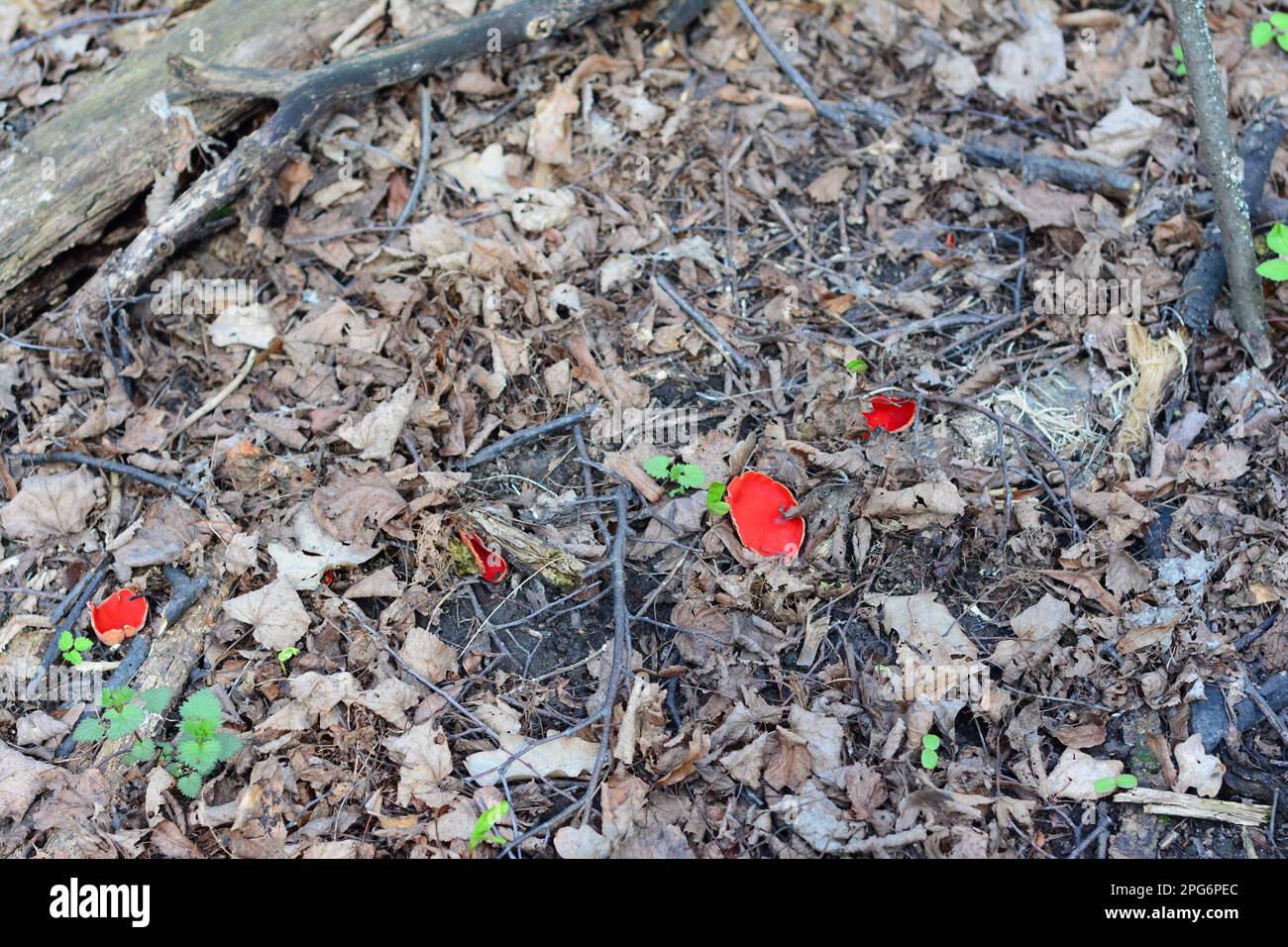 First spring mushrooms Sarcoscypha coccinea, scarlet elfcup, scarlet ...