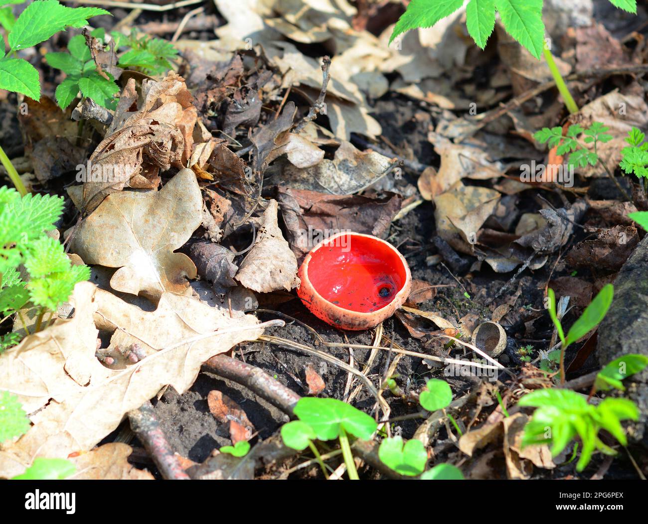 Sarcoscypha coccinea, commonly known as the scarlet elf cup, scarlet ...
