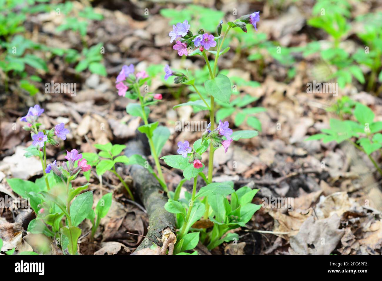 Pulmonaria obscura or unspotted lungwort, is an excellent early ...