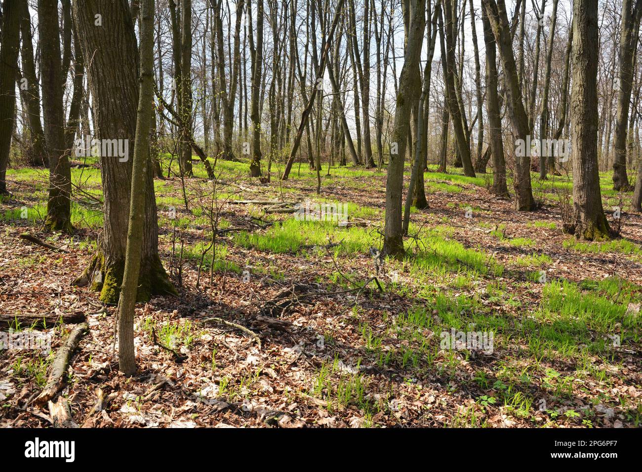 Polesia hi-res stock photography and images - Alamy