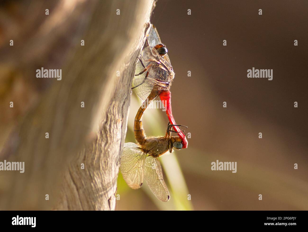 dragonfly mating in the pond area , A dragonfly is a flying insect ...