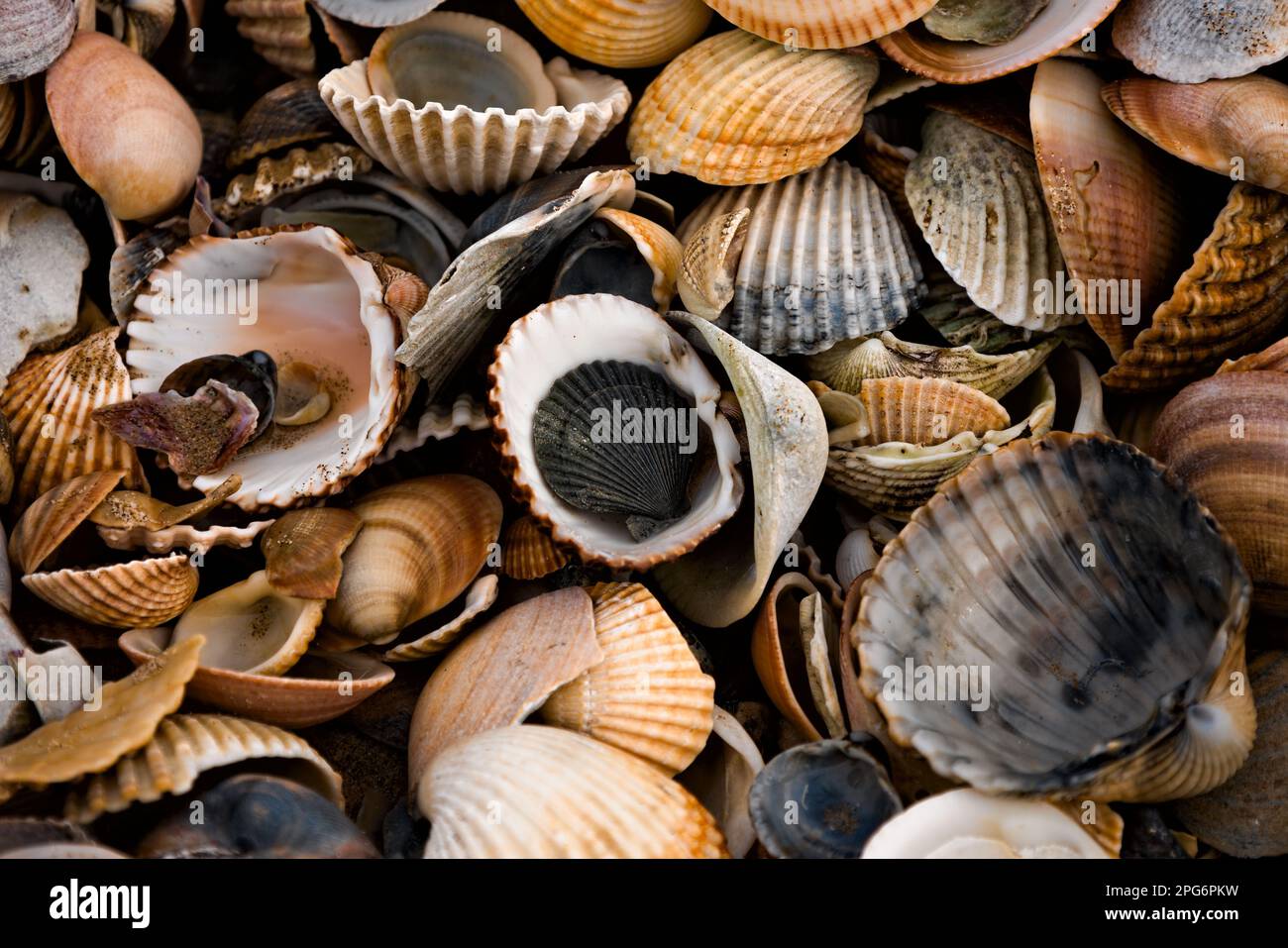 Thousands of shells lying around on the beach near Cape d'Agde, France ...
