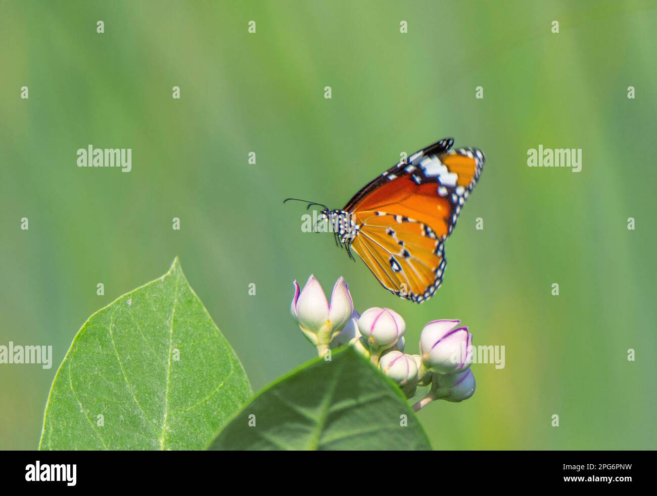 butterfly on the flower in blur background, Danaus chrysippus, also ...