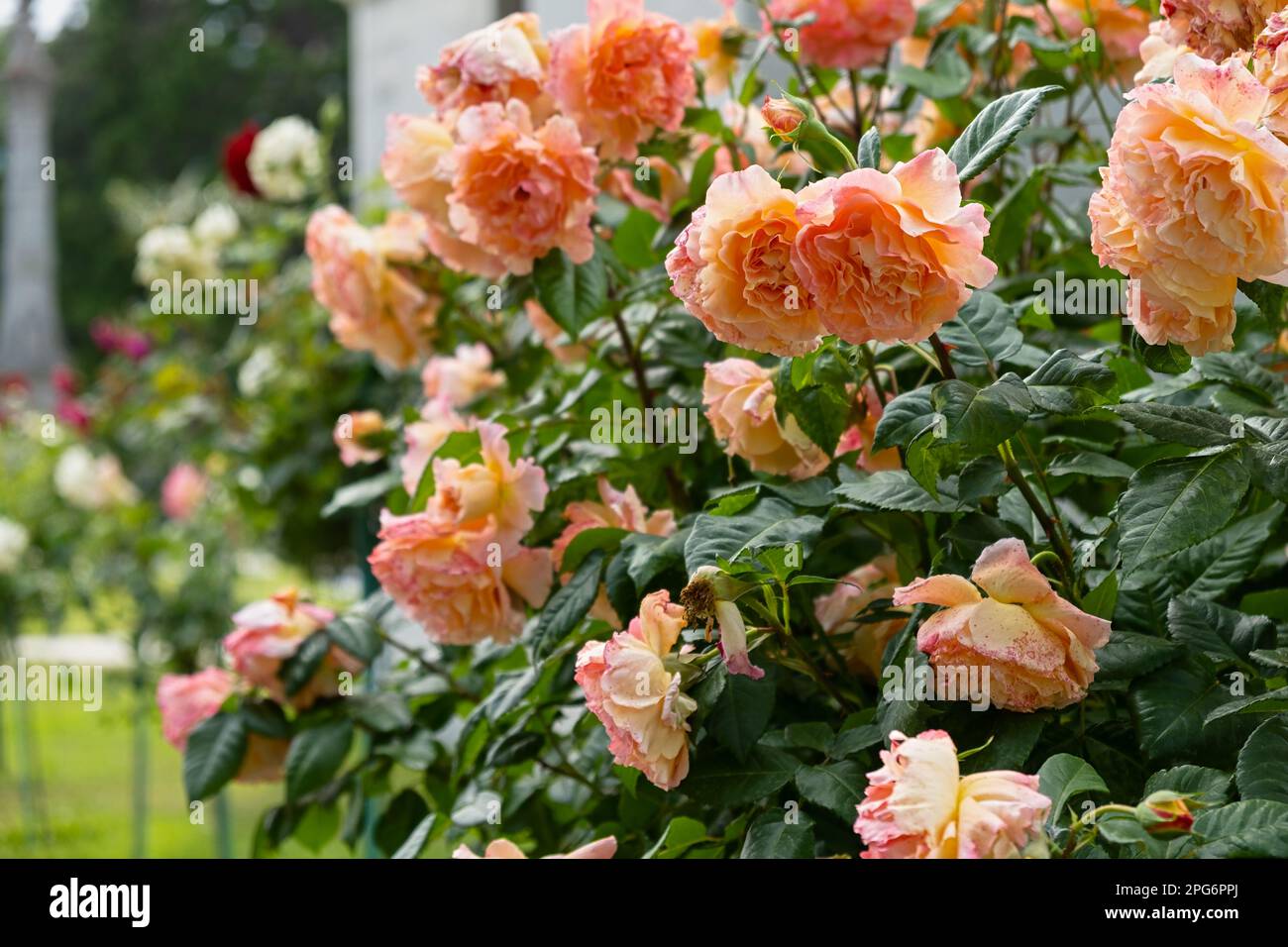 Delicate pastel orange roses close-up blooming garden. Fragrant bush of ...