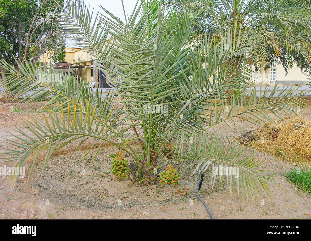 Date palms with bunches of dates Stock Photo - Alamy