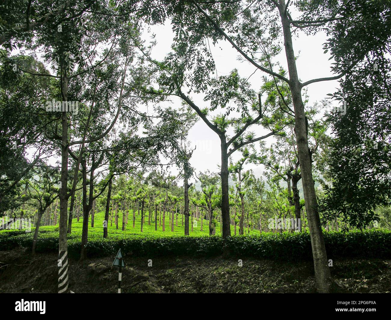 Lush green tea gardens at Ooty, India with silver oak trees Stock Photo ...