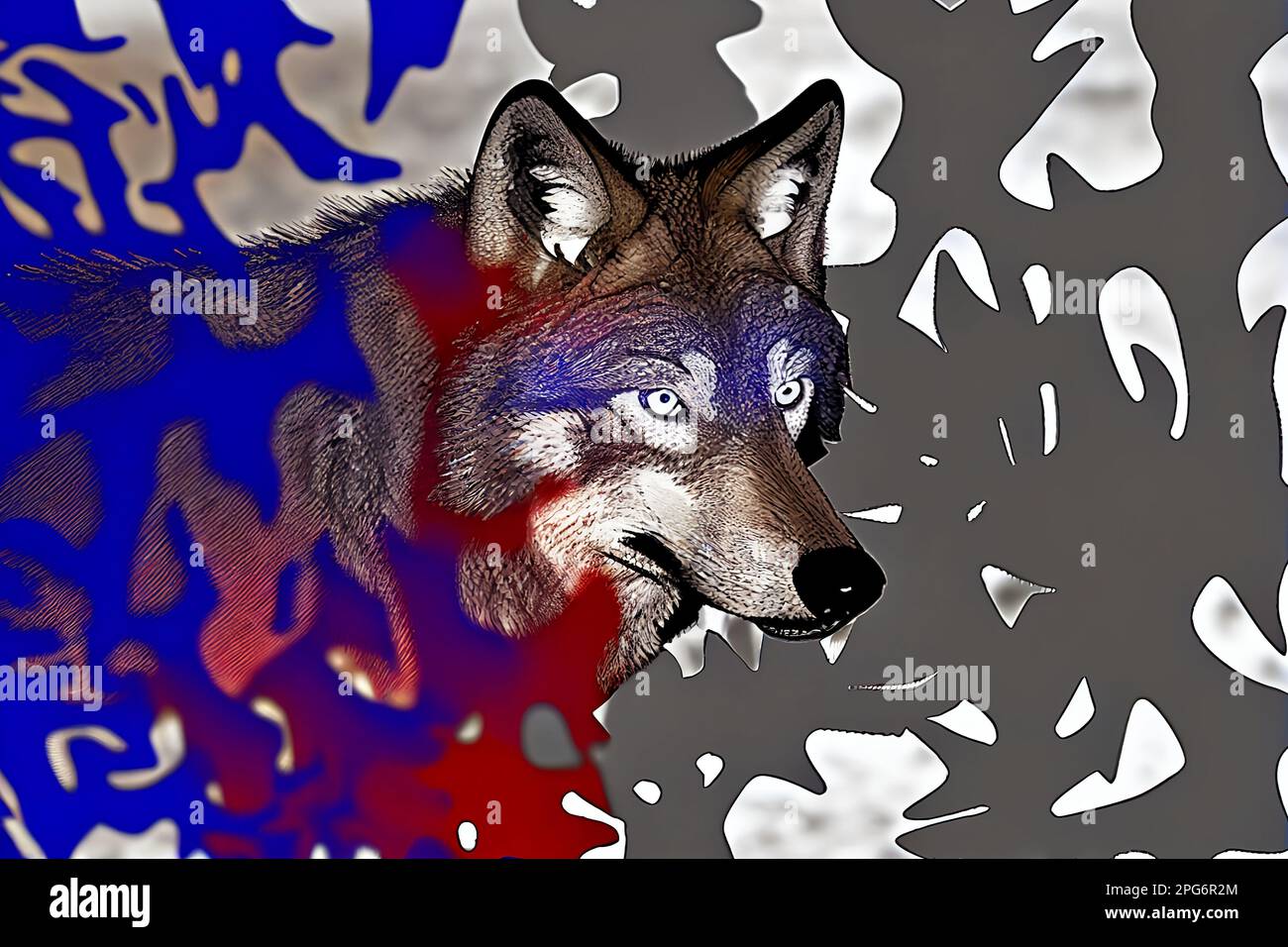 A close-up of a wild wolf, snarling with its mouth partially open ...