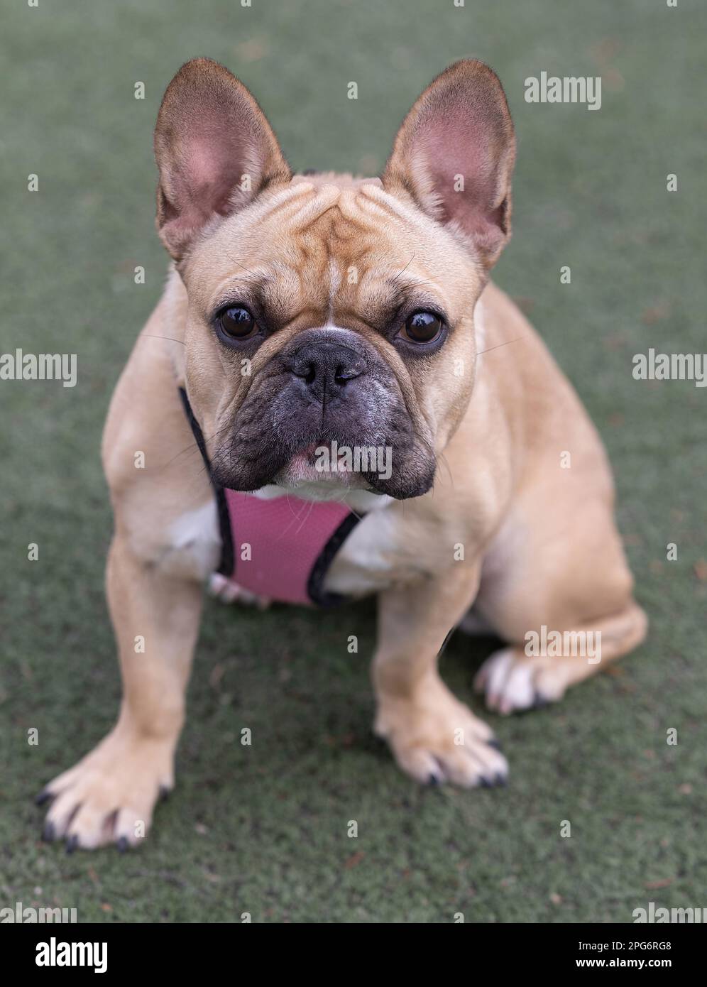 9-Months-Old Fawn White Female Frenchie Sitting and Looking at Camera ...