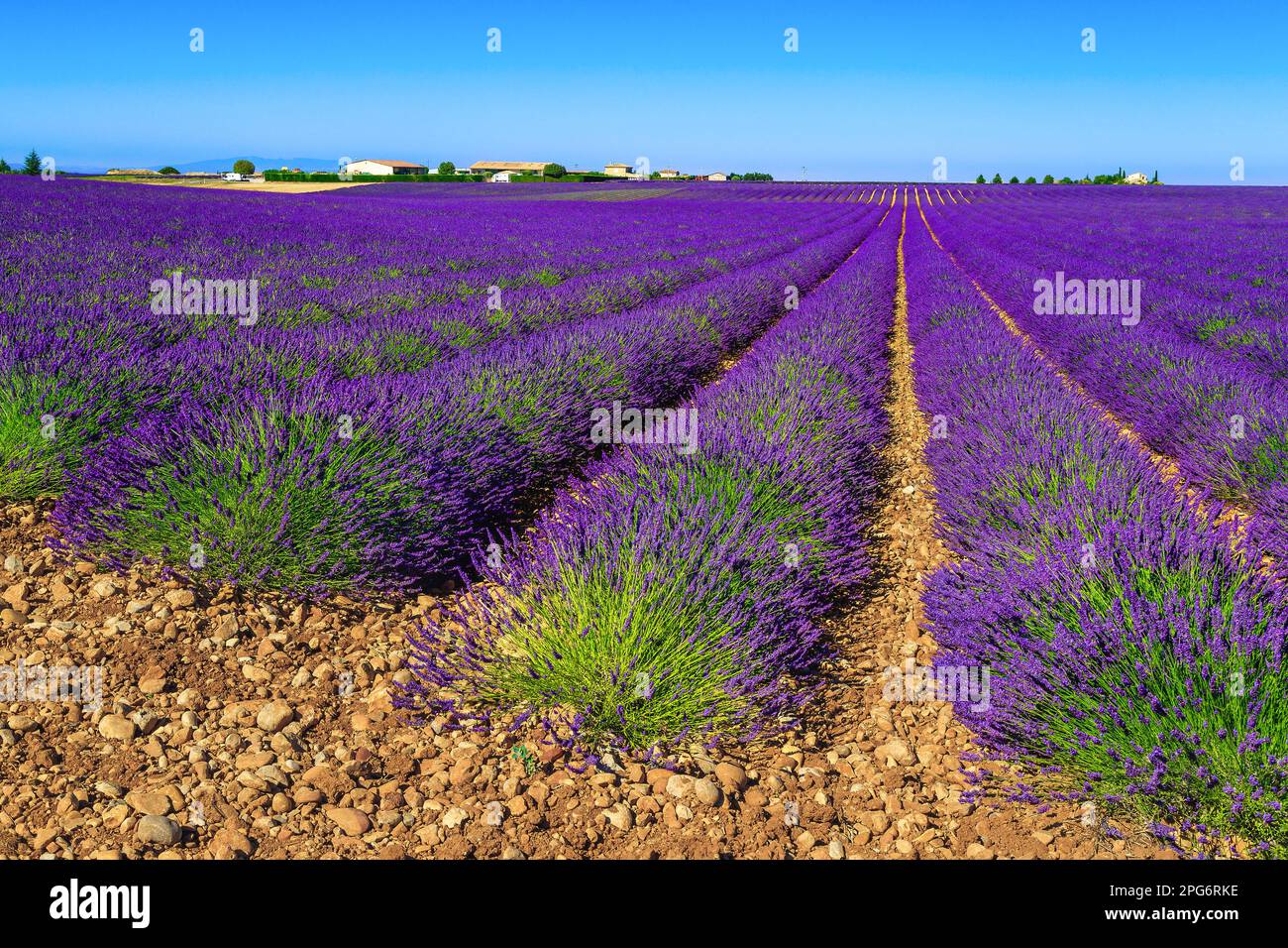 Picturesque summer flowery landscape with purple lavender rows. Agricultural lavender plantation ...