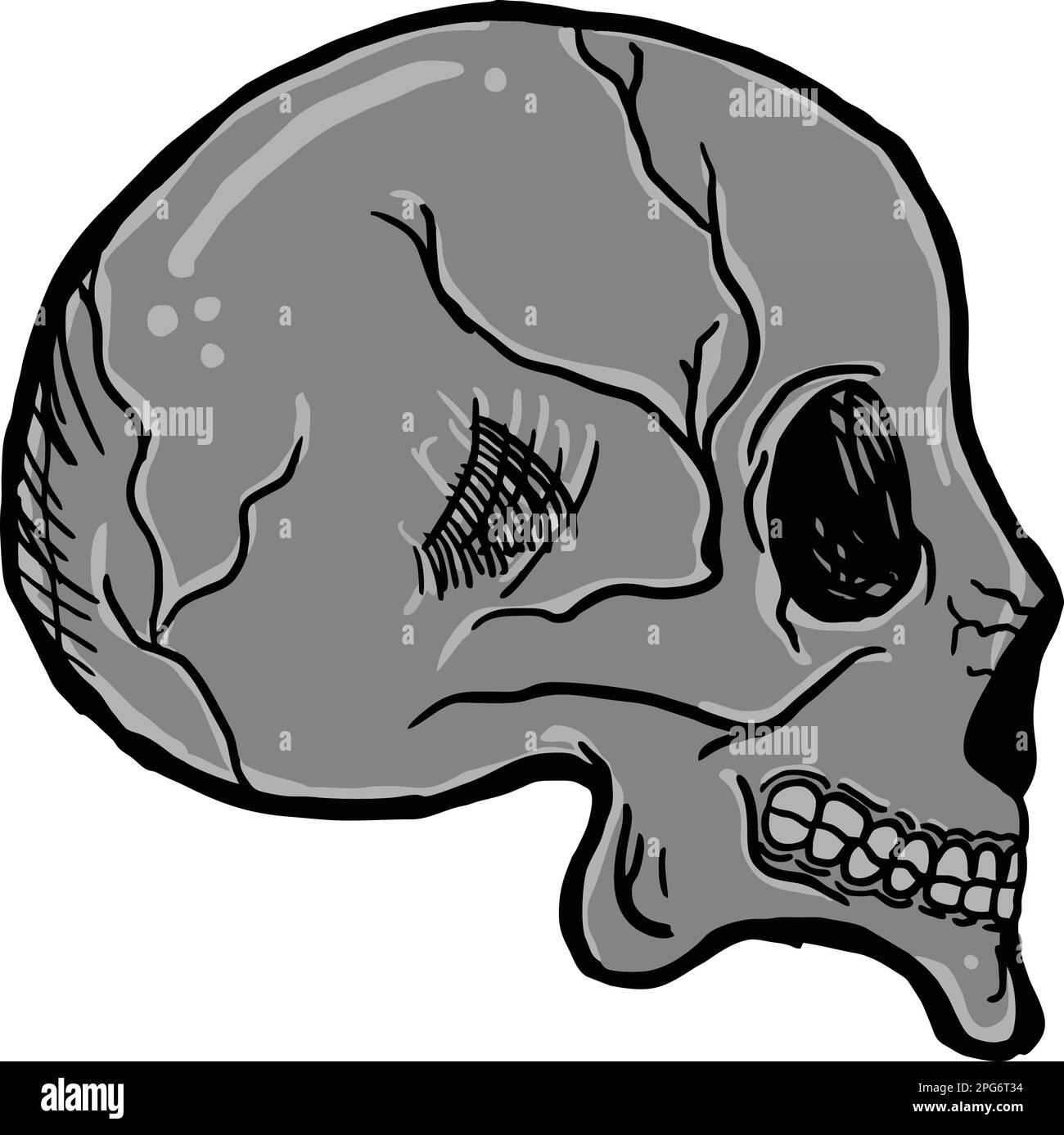 White graphic human skull Stock Vector Image & Art - Alamy White graphic human skull Stock Vector Image & Art - Alamy