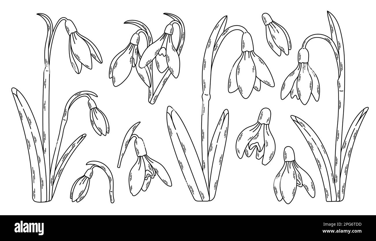 Snowdrop flowers set black and white. Spring wildflower sketch. Blossom ... Snowdrop flowers set black and white. Spring wildflower sketch. Blossom ...