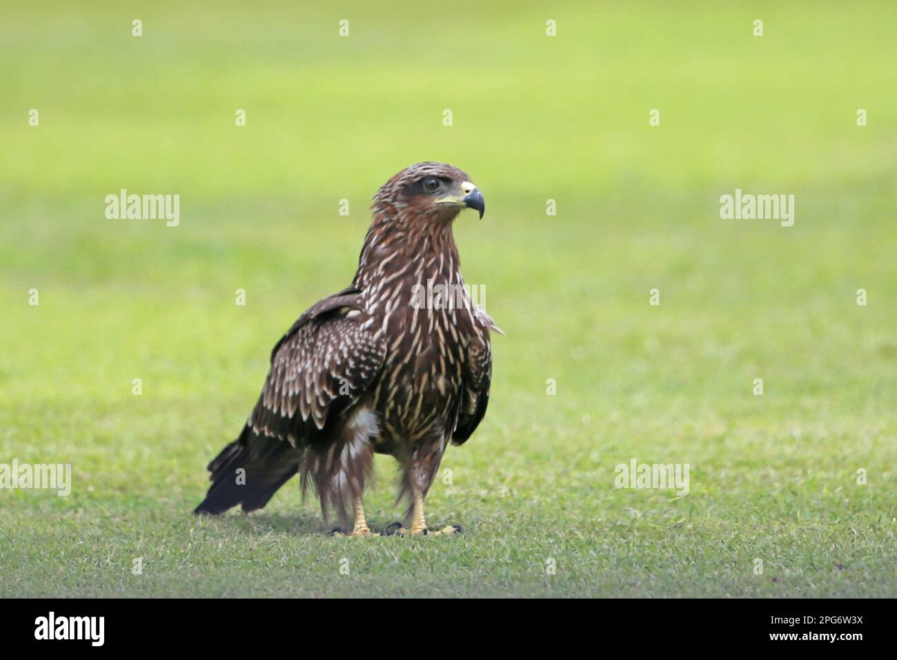 The black kite (Milvus migrans) is a medium-sized bird prey in the ...